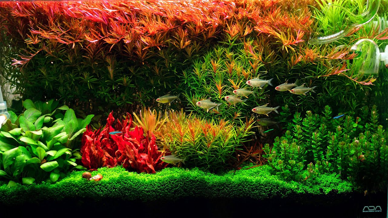 Best Aquarium Substrate Aquario Neo Soil Planted Tank Substrate For