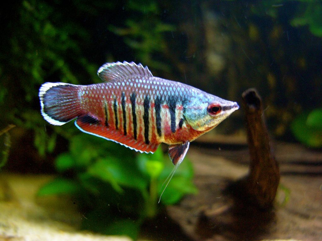 Buy Gourami Fish Online in India | Fast Delivery – Best4Pets
