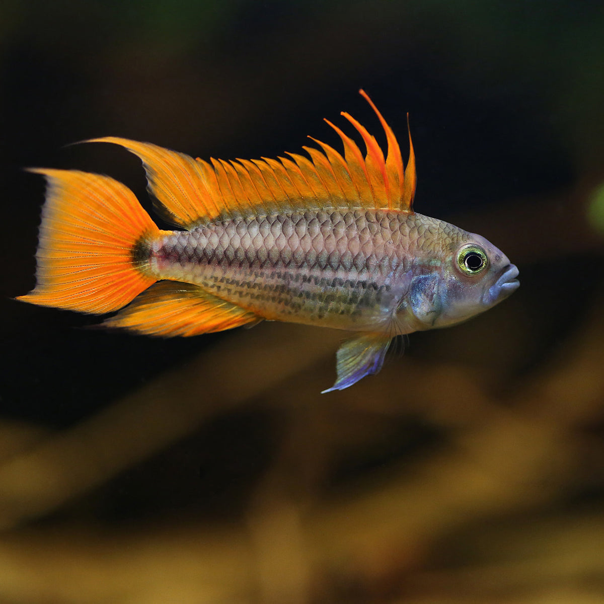 Sky Blue Apistogramma