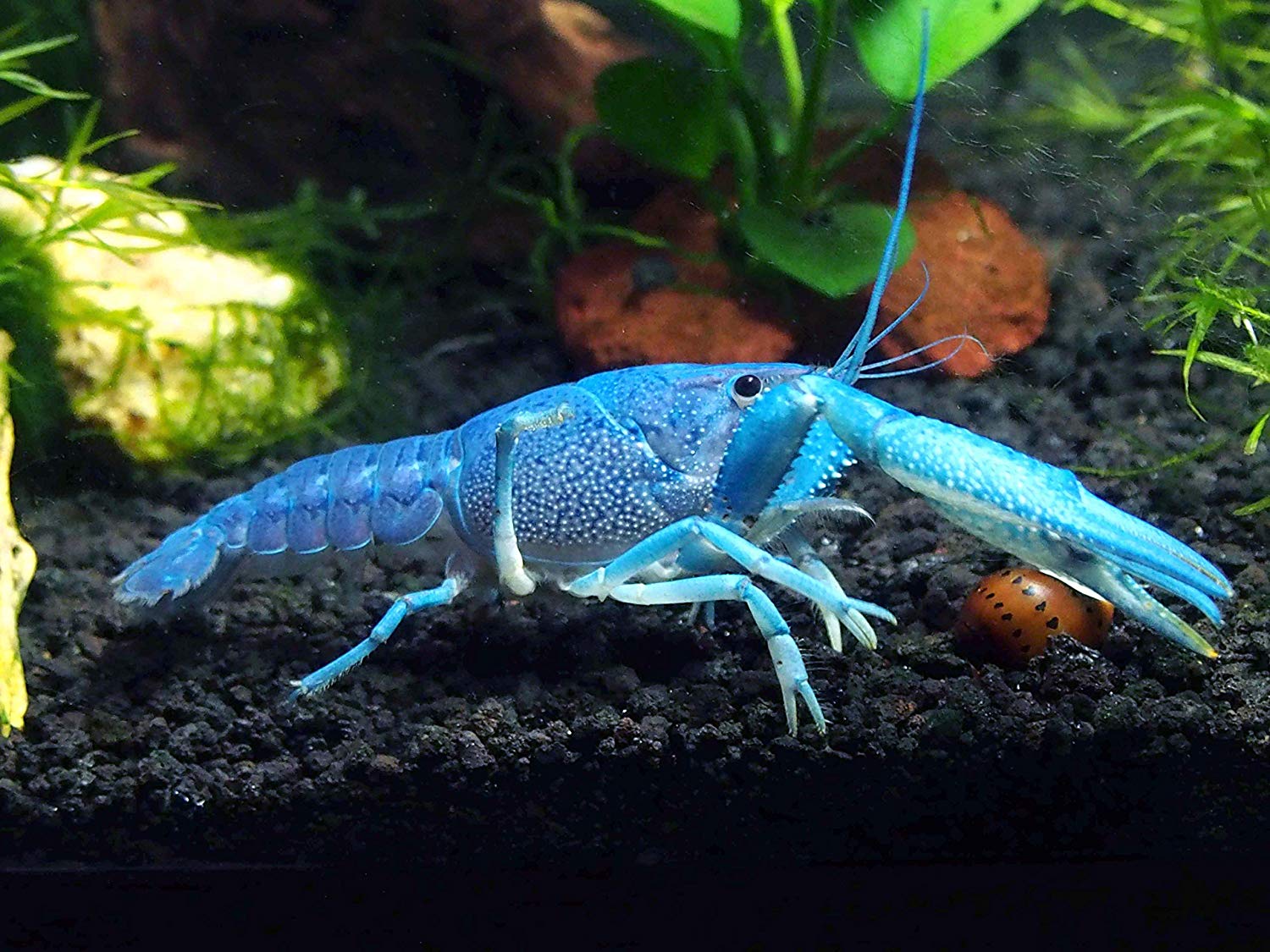 Buy Crustaceans for Aquarium Online in India – Best4Pets