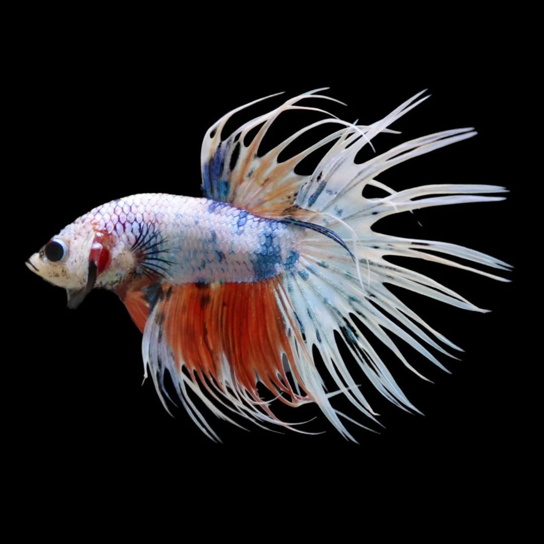 Crowntail Fighter – Best4Pets