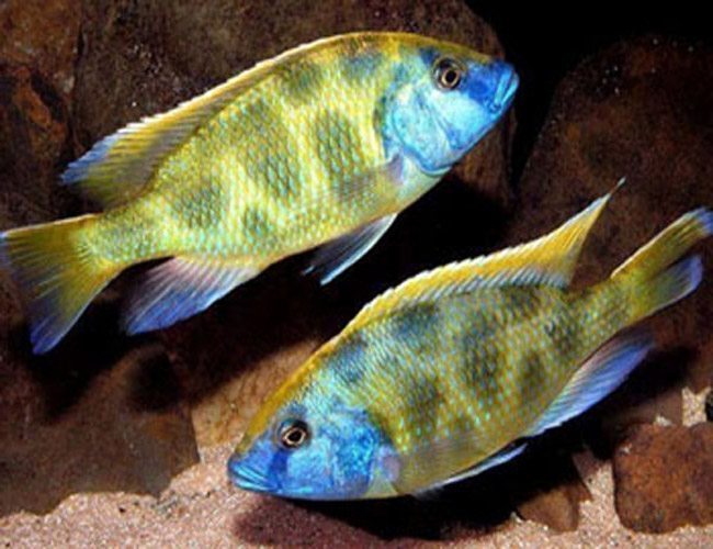 Cichlids | Buy Cichlids Fish Online at Best Price – Best4Pets