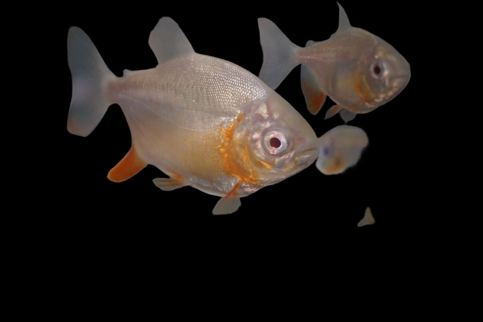 Red Belly Pacu Fish What Is Better Than Catching One Giant Pacu?