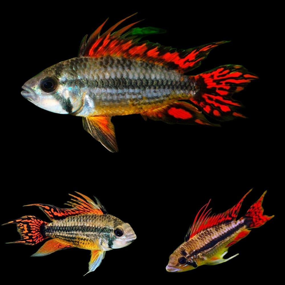 Buy Apistogramma Online in India | Best Offer – Best4Pets