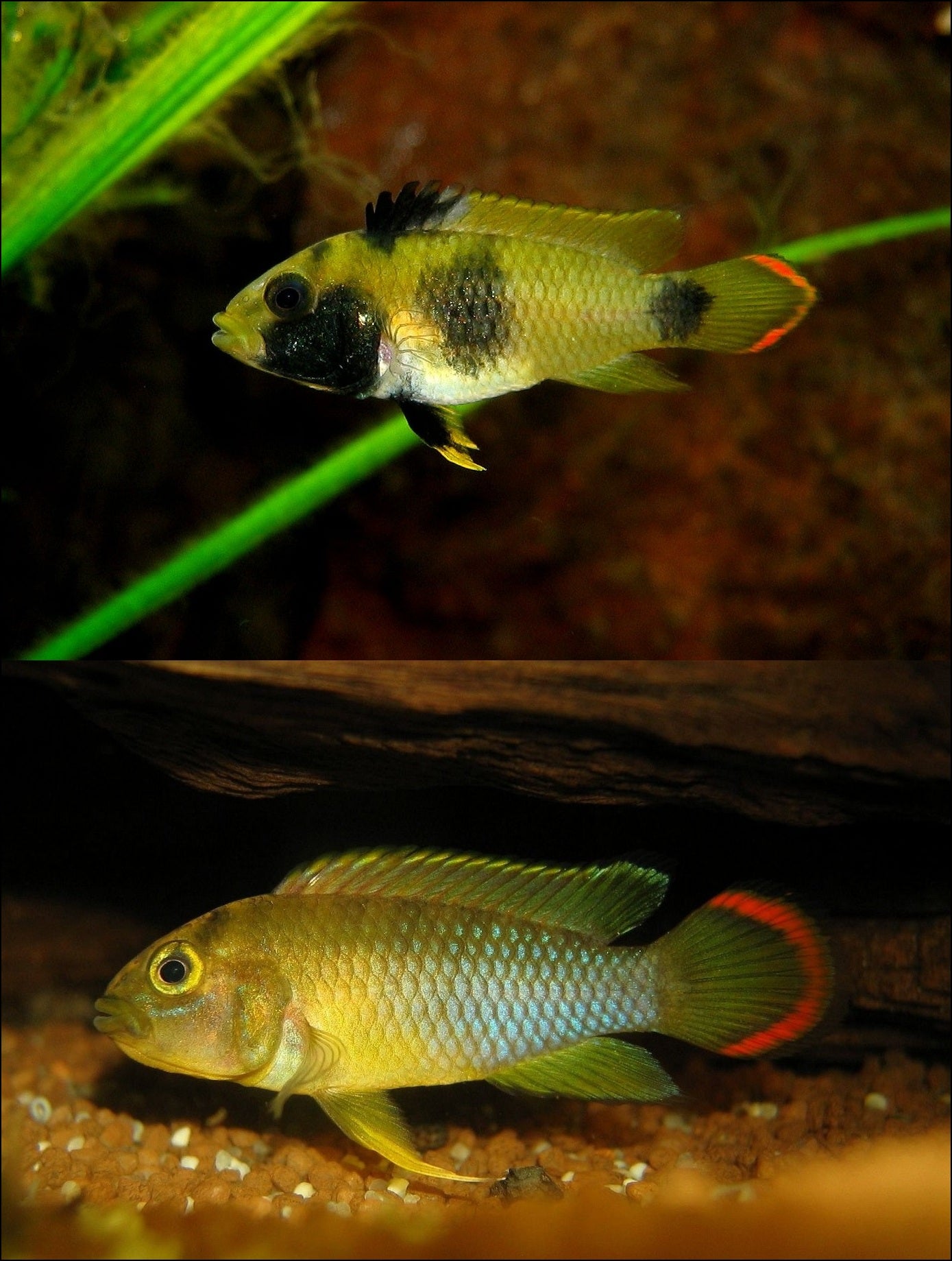 Apistogramma nijsseni – Best4Pets