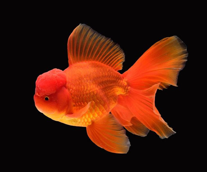 Buy Goldfish Online at Low Price in India – Best4Pets