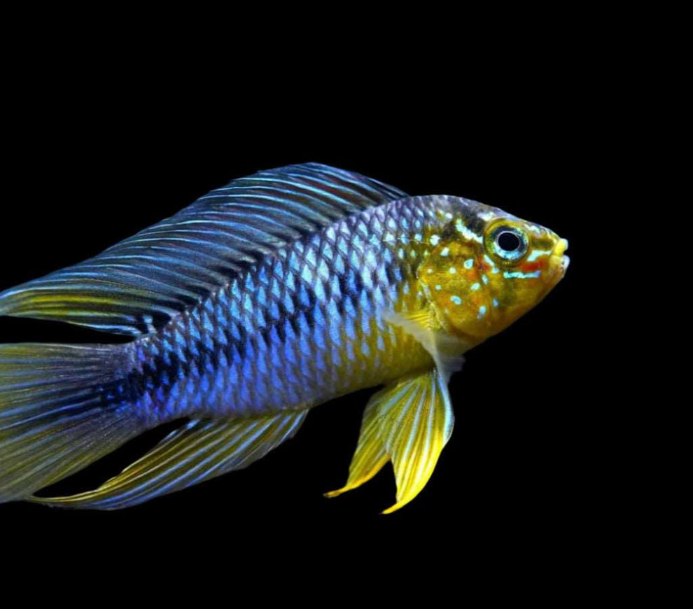 Apistogramma borelli Pair – Best4Pets