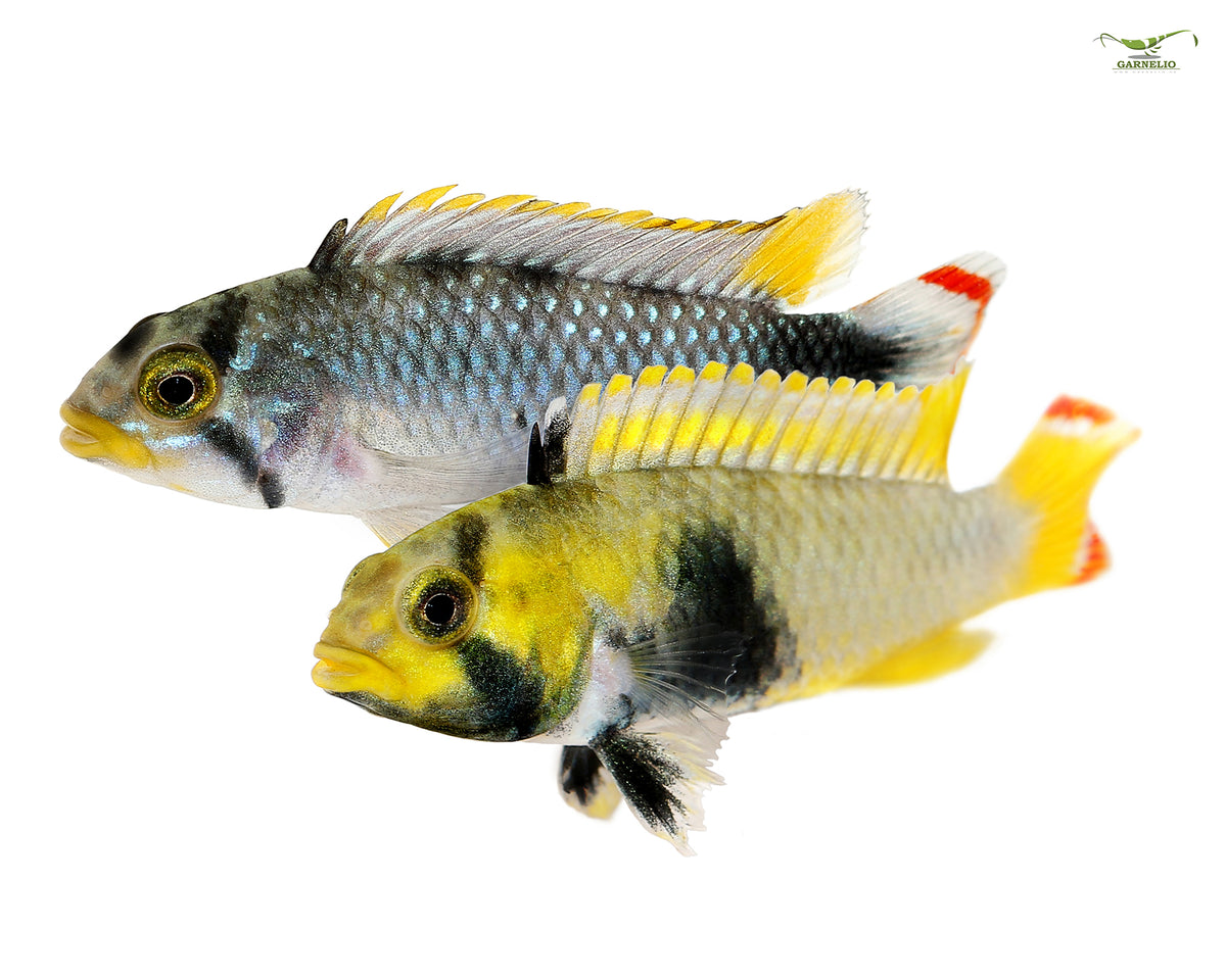 Apistogramma panduro 4cm(Pair) – Best4Pets