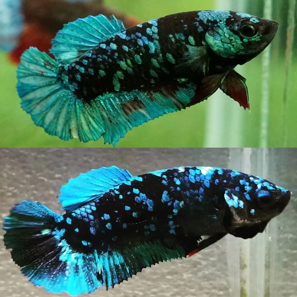 Avatar Betta FEMALE – Best4Pets