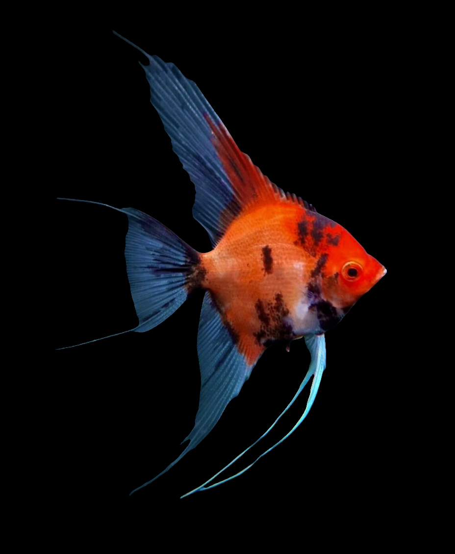 Red Devil Angelfish ML – Best4Pets