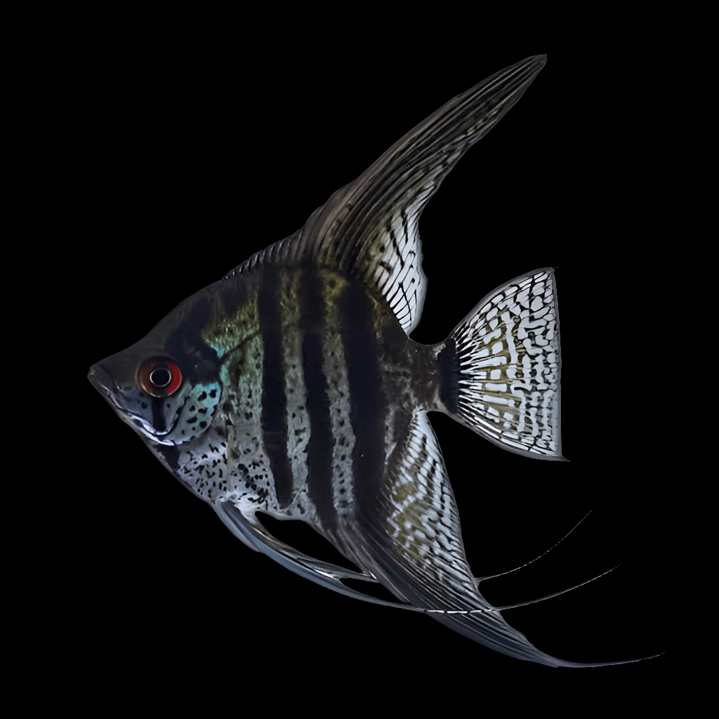 Zebra Lace Angelfish – Best4Pets