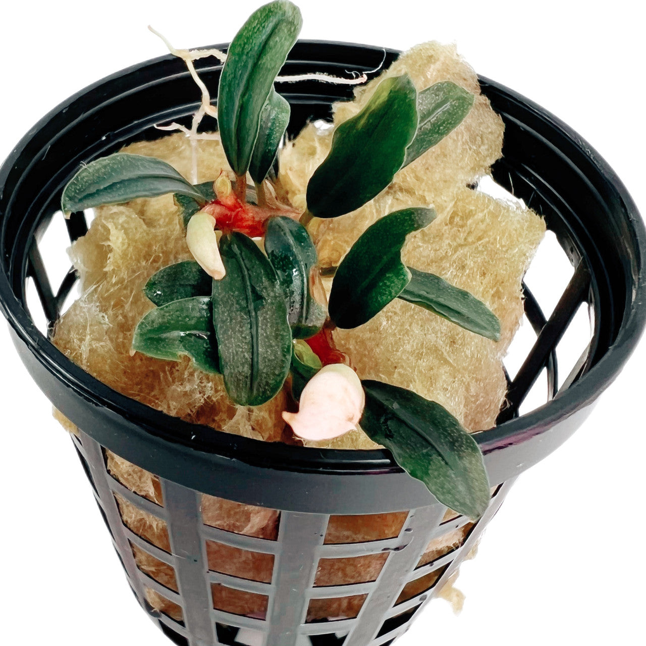 Buy Bucephalandra Online With Low Price & Fast Shipping – Best4Pets