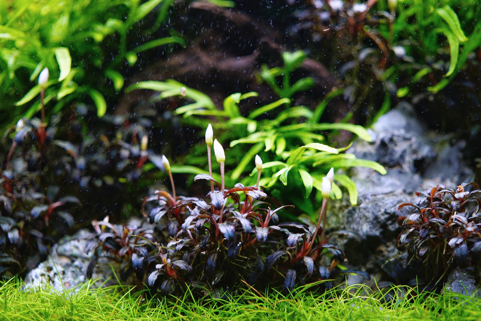 Bucephalandra Phantom Mini – Best4Pets