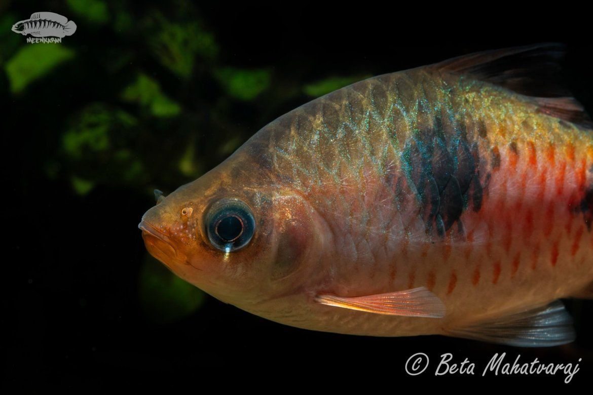 Buy Barb Fish Online in India– Tagged "barbs" – Best4Pets