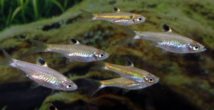 Buy Rasbora Fish Online at Best Offer – Best4Pets