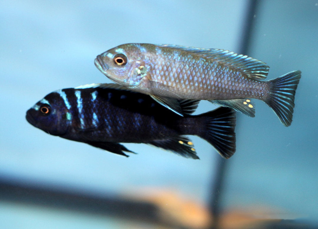 Best Cheapest Aquarium Fish Online at Low Price – Best4Pets