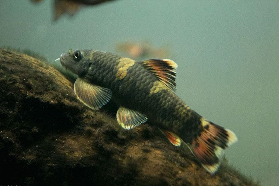 Panda Garra 2-2.5cm (Pair) – Best4Pets