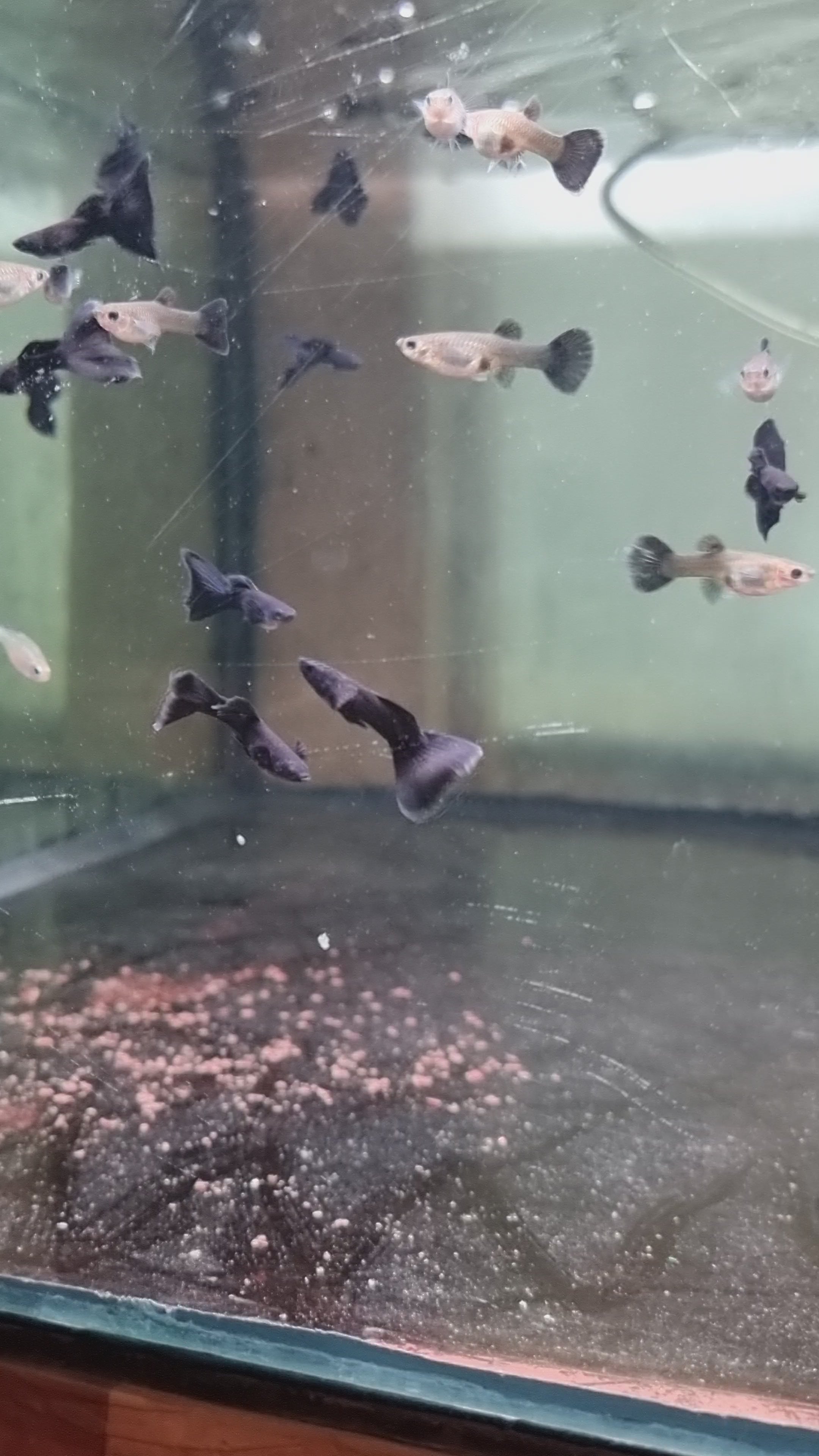 Full Black Moscow Guppy (Pair) – Best4Pets
