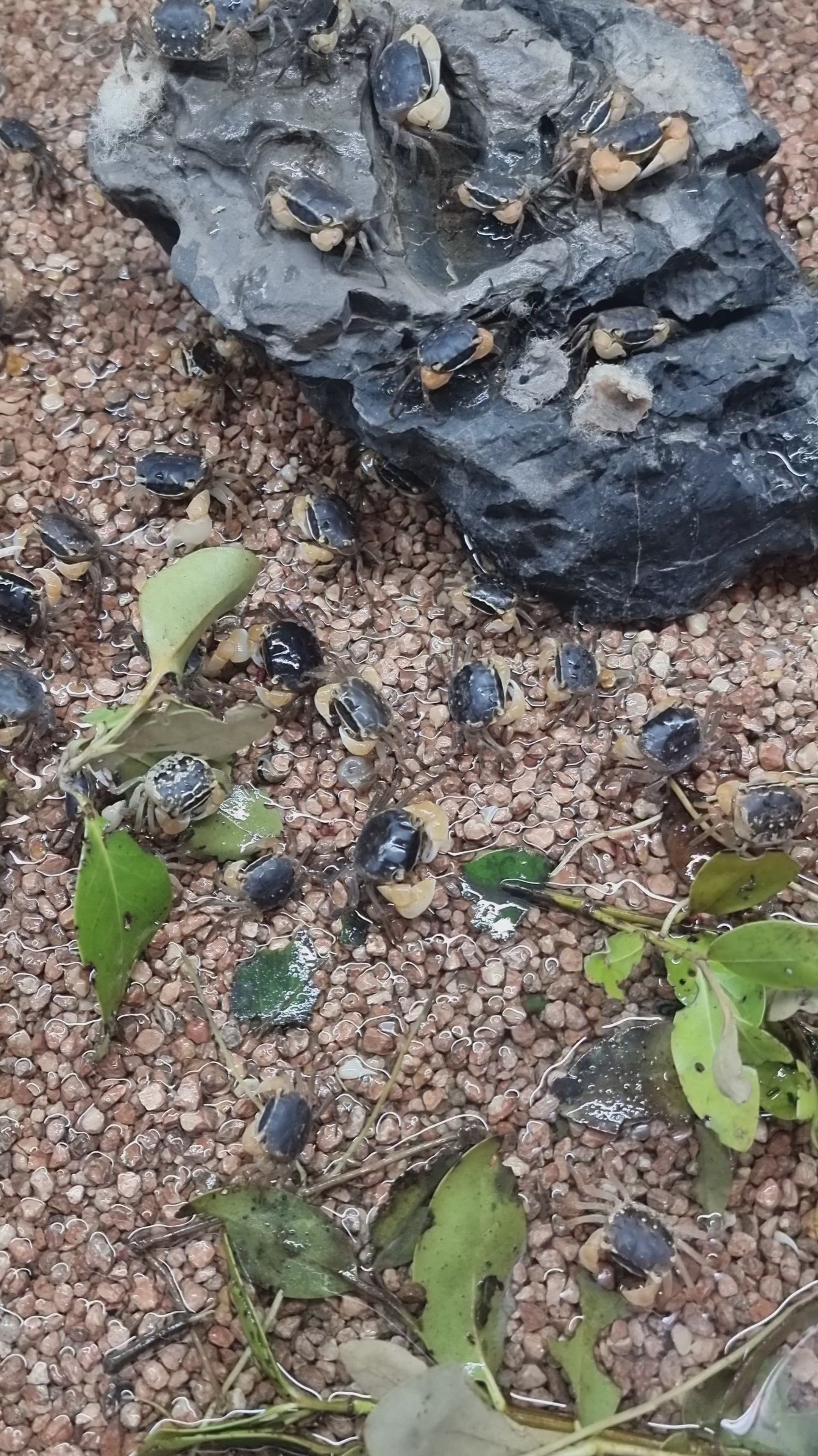 Batik Crab (Pair) – Best4Pets