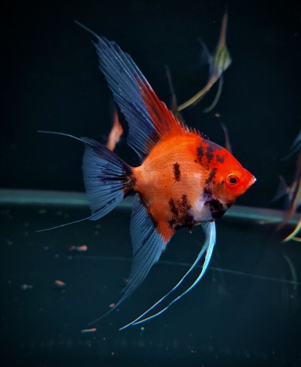 Buy Angelfish Online For Your Aquarium in India– Tagged "exclusive fish ...