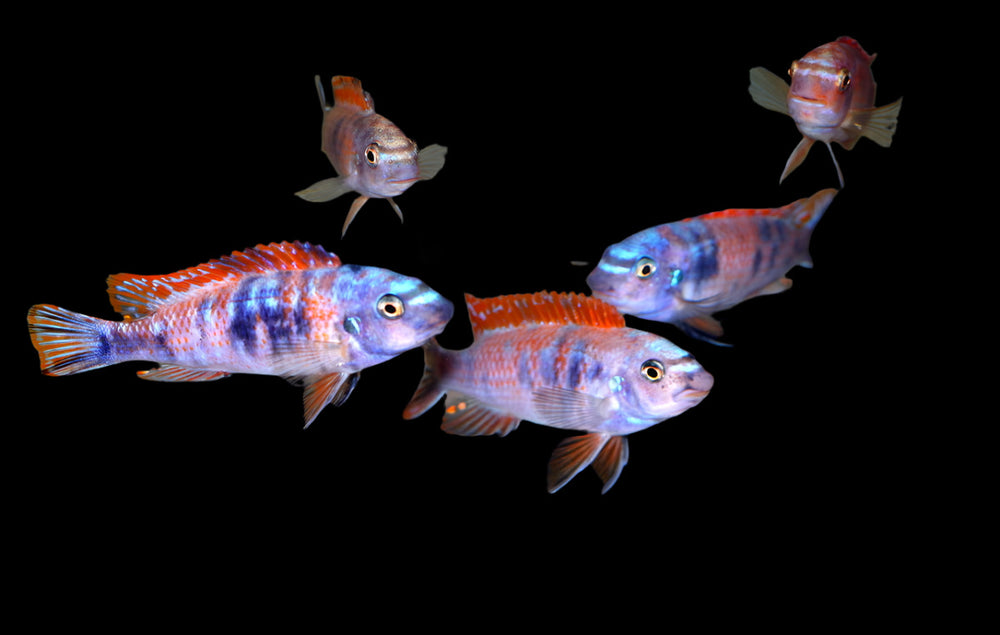 Buy Aquarium Fish Online at Low Price – Best4Pets