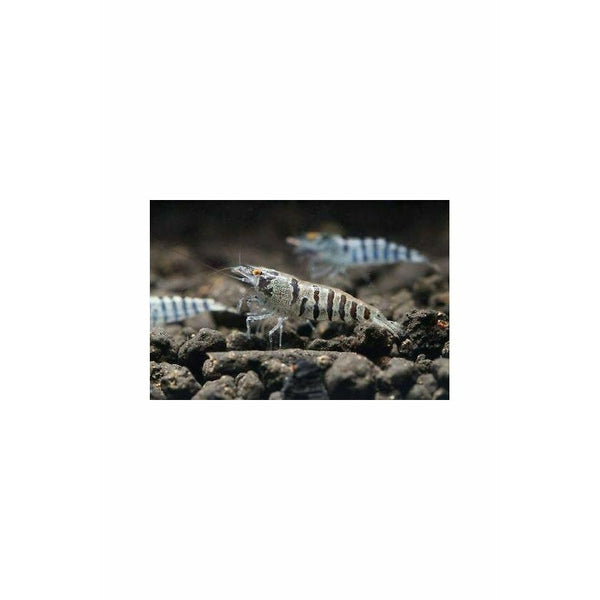 Zebra Shrimp / Caridina cf. babaulti (Pair) – Best4Pets