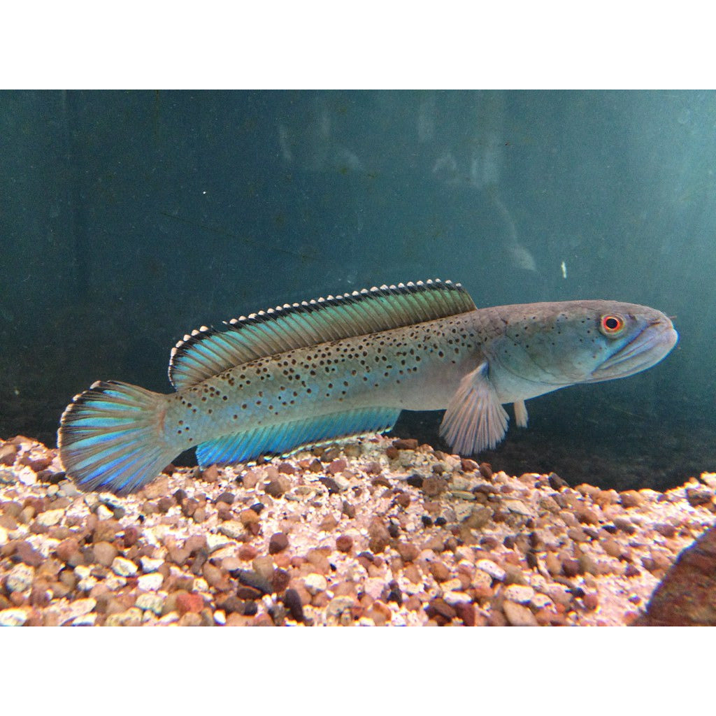 Fish | Buy Live Freshwater Fish Online– Tagged "Snakehead" – Best4Pets