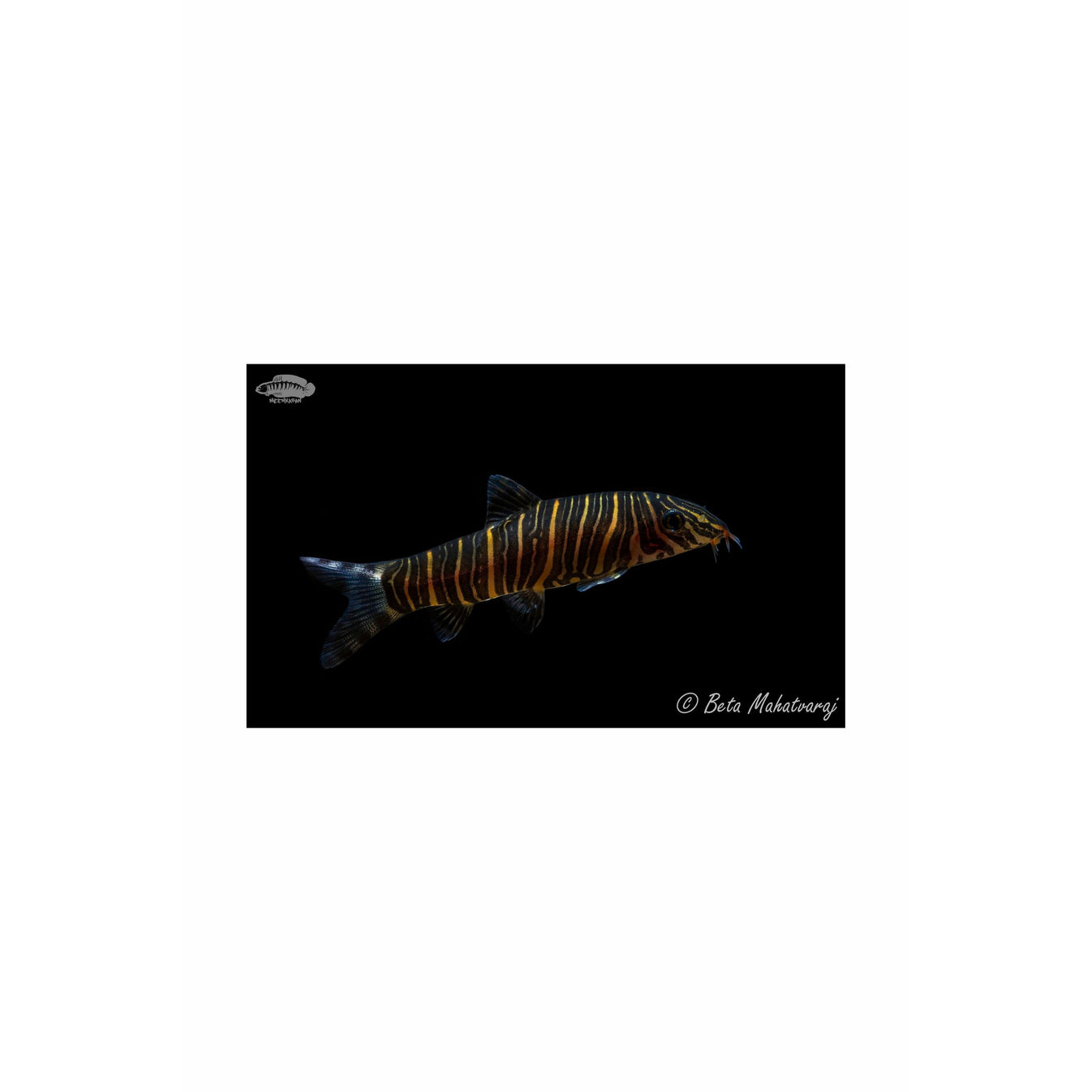 Zebra Loach / Botia striata – Best4Pets