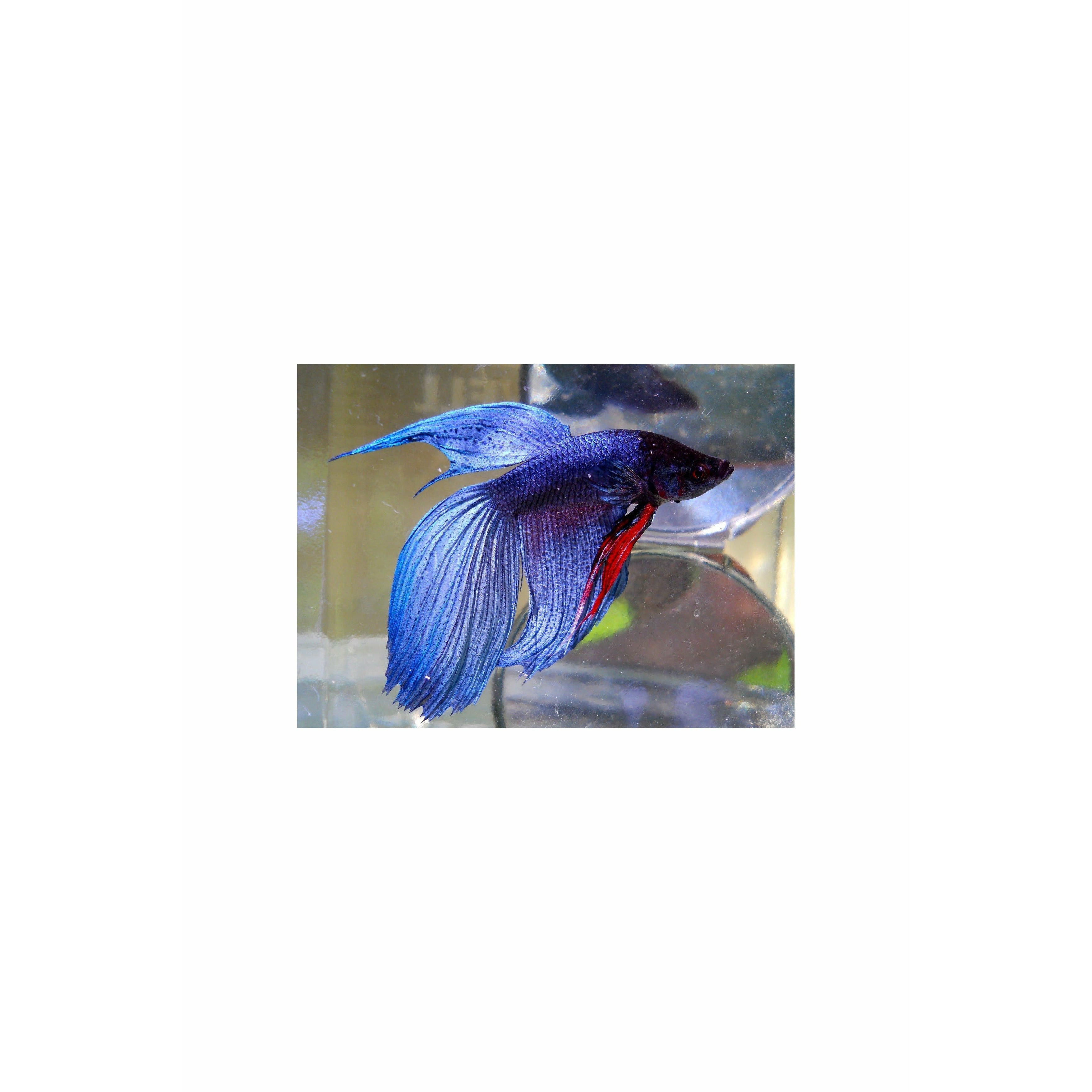 Buy Betta Fish Online For Your Aquarium | Big Collection – Best4Pets