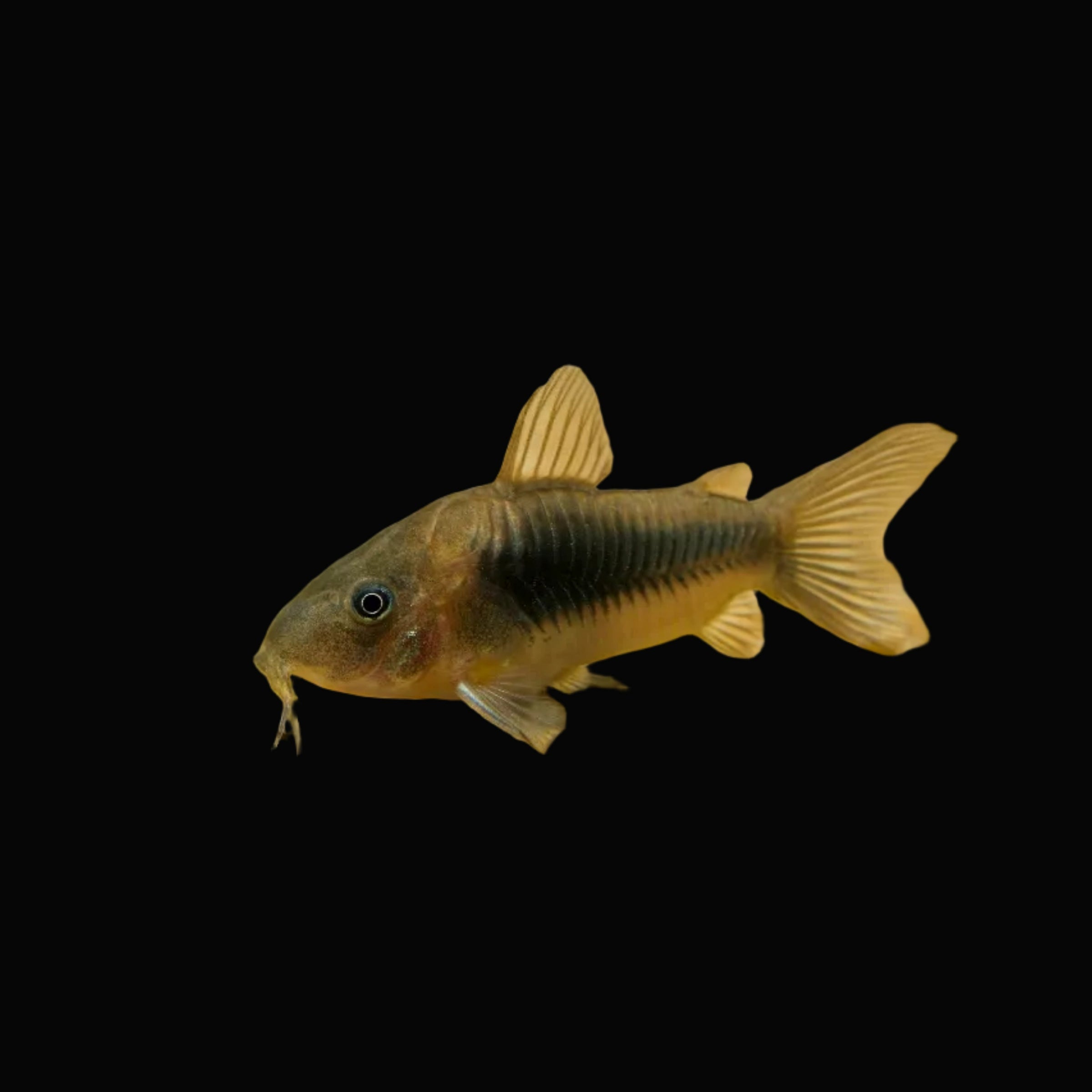 Buy Catfish Online For Your Aquarium | Best Collection – Best4Pets
