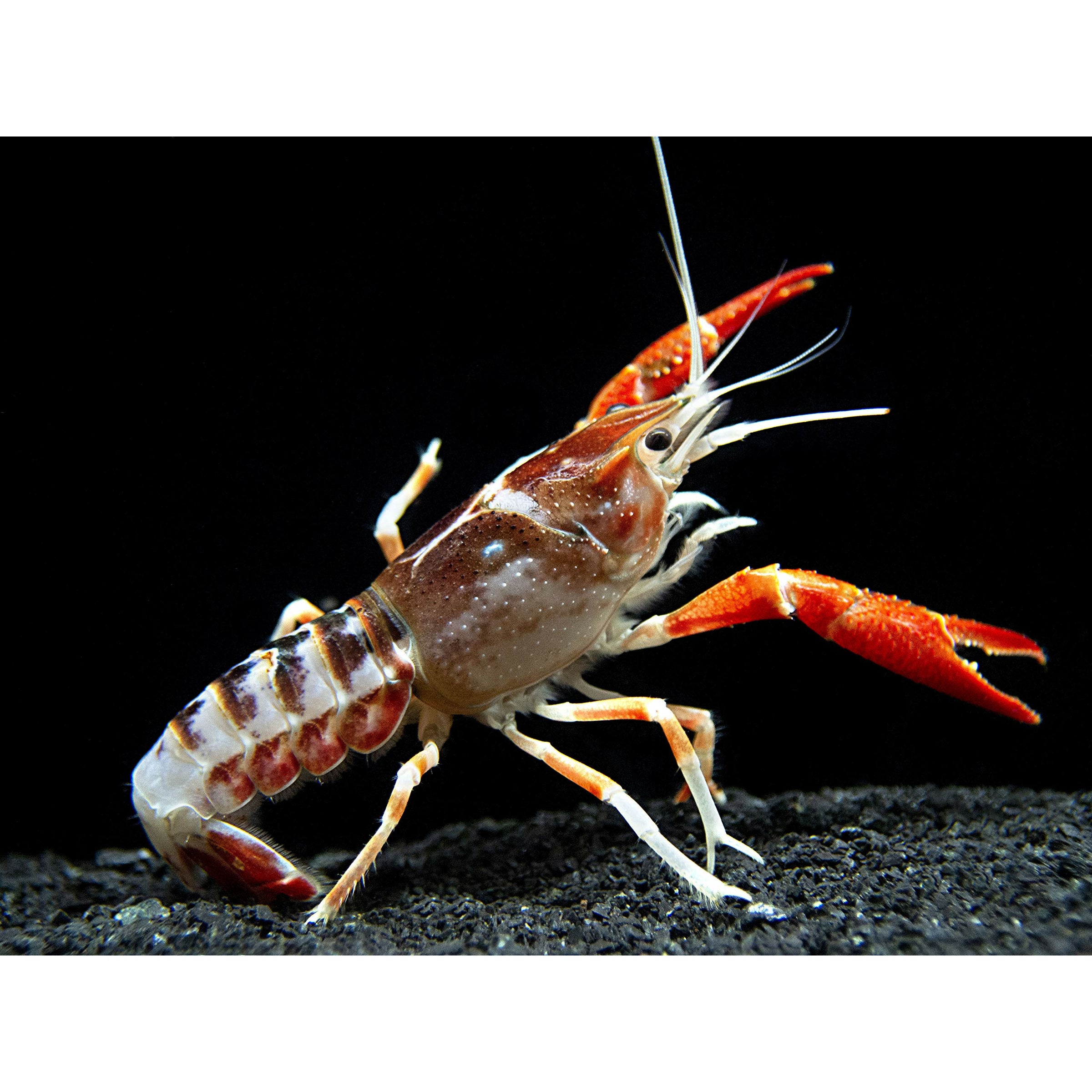 Buy Crustaceans for Aquarium Online in India– Tagged "crayfish" – Best4Pets
