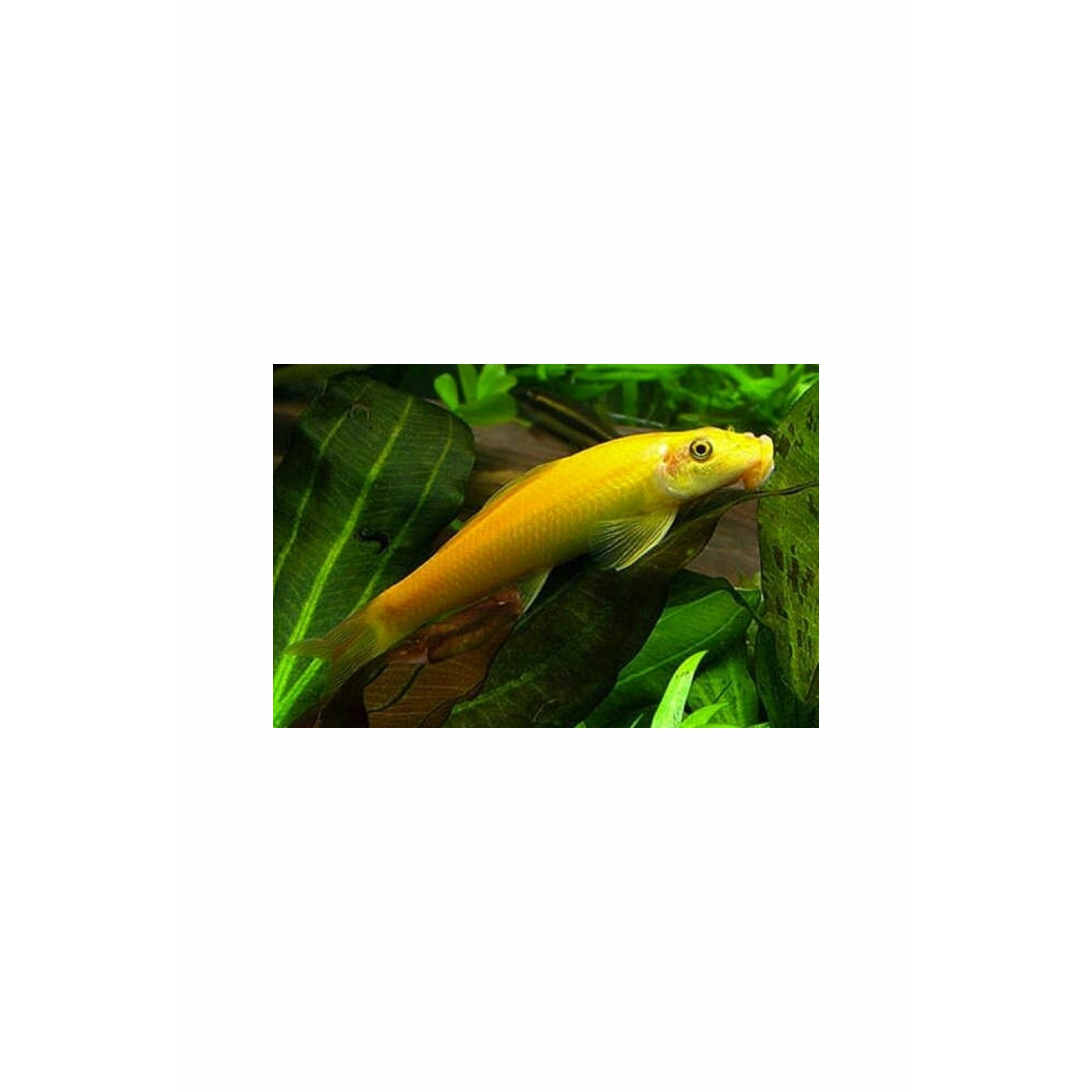 Shop Algae Eaters Fish Online For Your Aquarium – Best4Pets