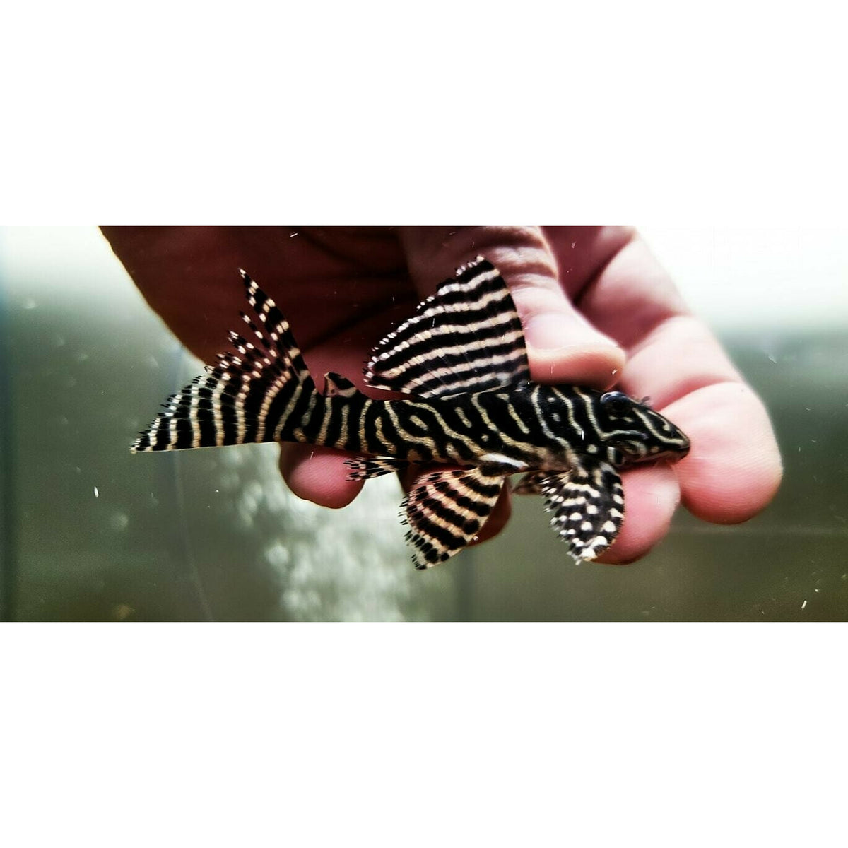 Tiger Pleco