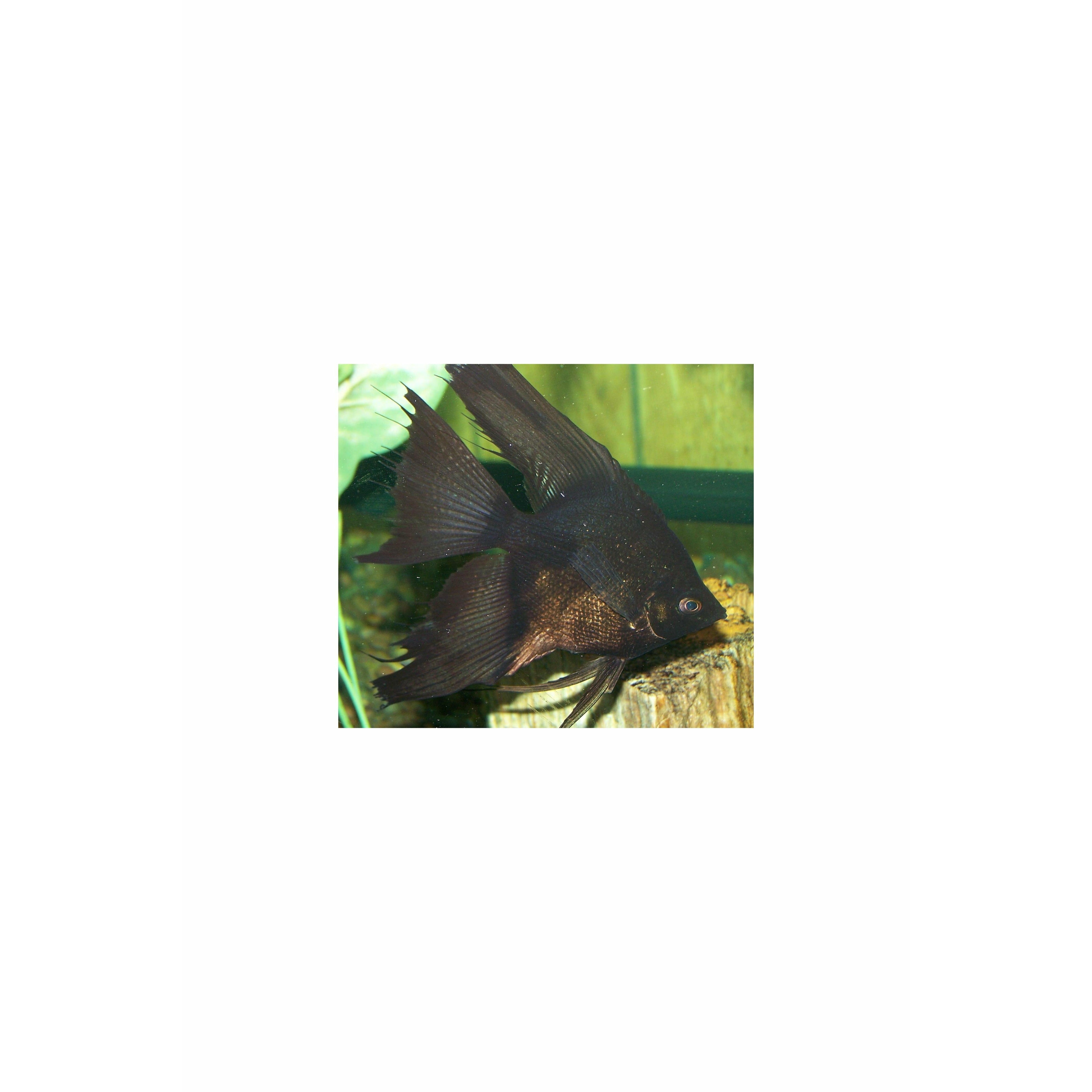 Buy Angelfish Online For Your Aquarium in India– Tagged "exclusive fish ...