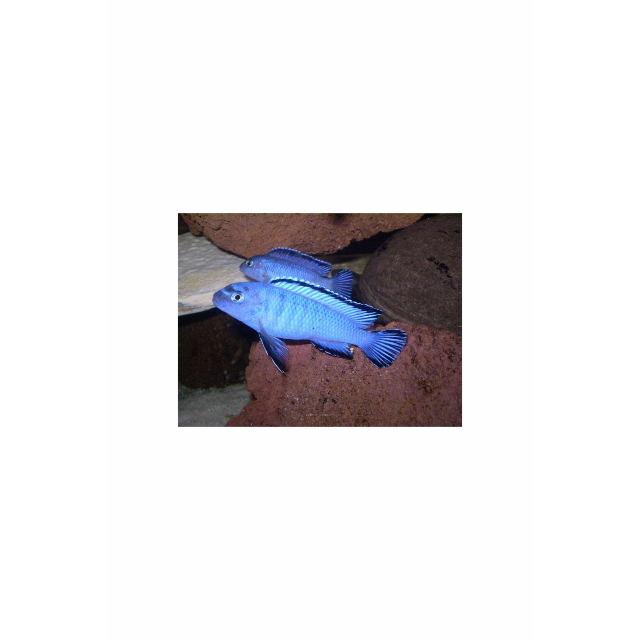 Powder Blue Cichlid. (Pseudotropheus socolofi) 2" – Best4Pets