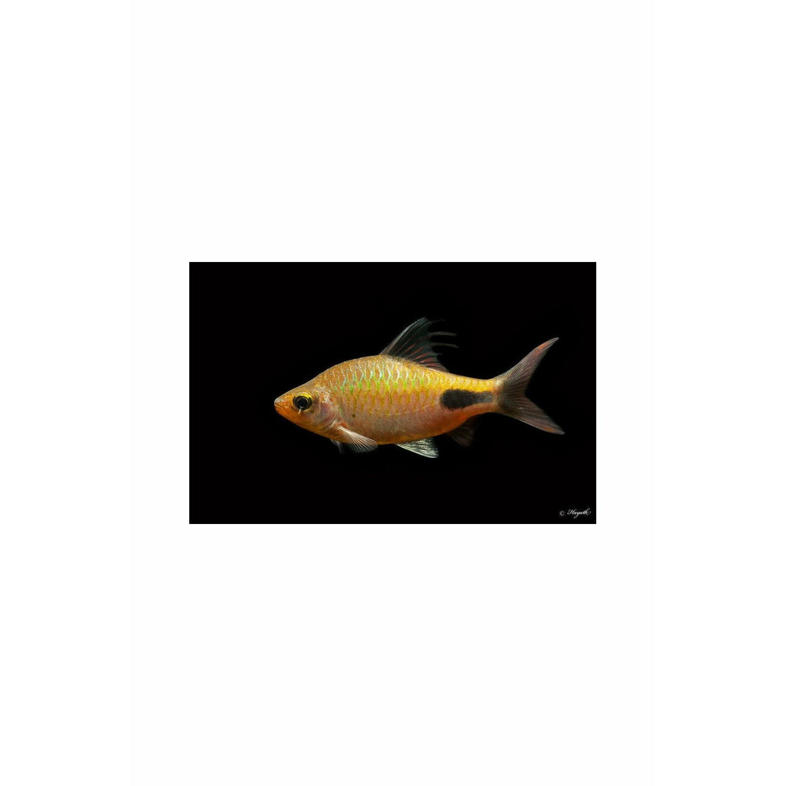 Native Indian Fish – Best4Pets