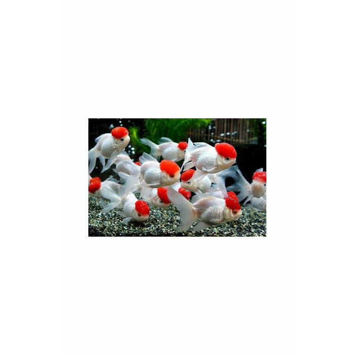 Buy Goldfish Online at Low Price in India – Best4Pets