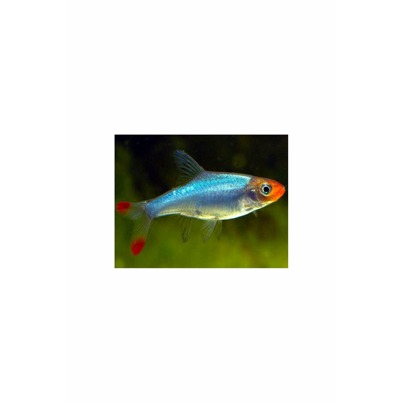 Buy Rasbora Fish Online at Best Offer – Best4Pets