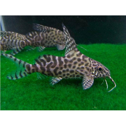 Buy Catfish Online For Your Aquarium | Best Collection – Best4Pets