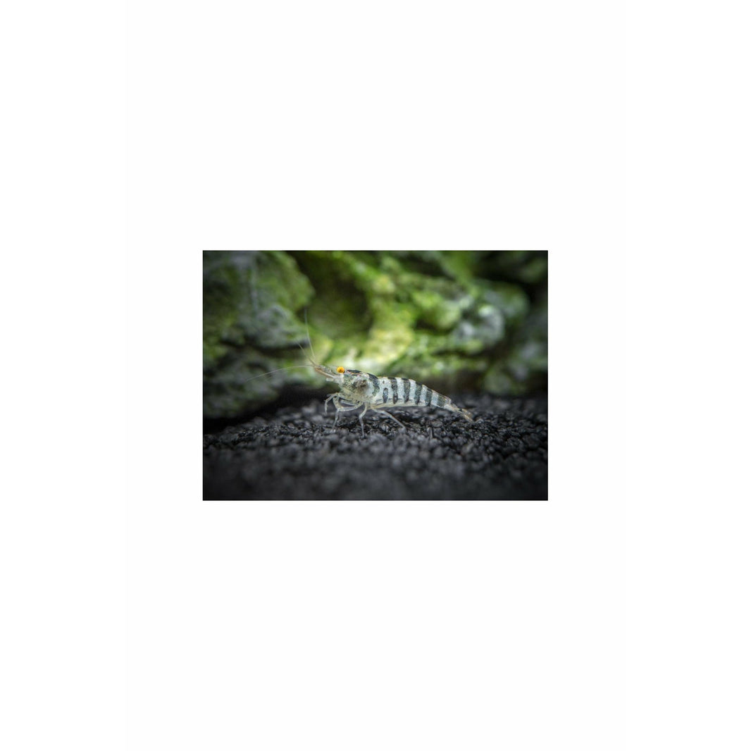 New Arrivals – Best4Pets