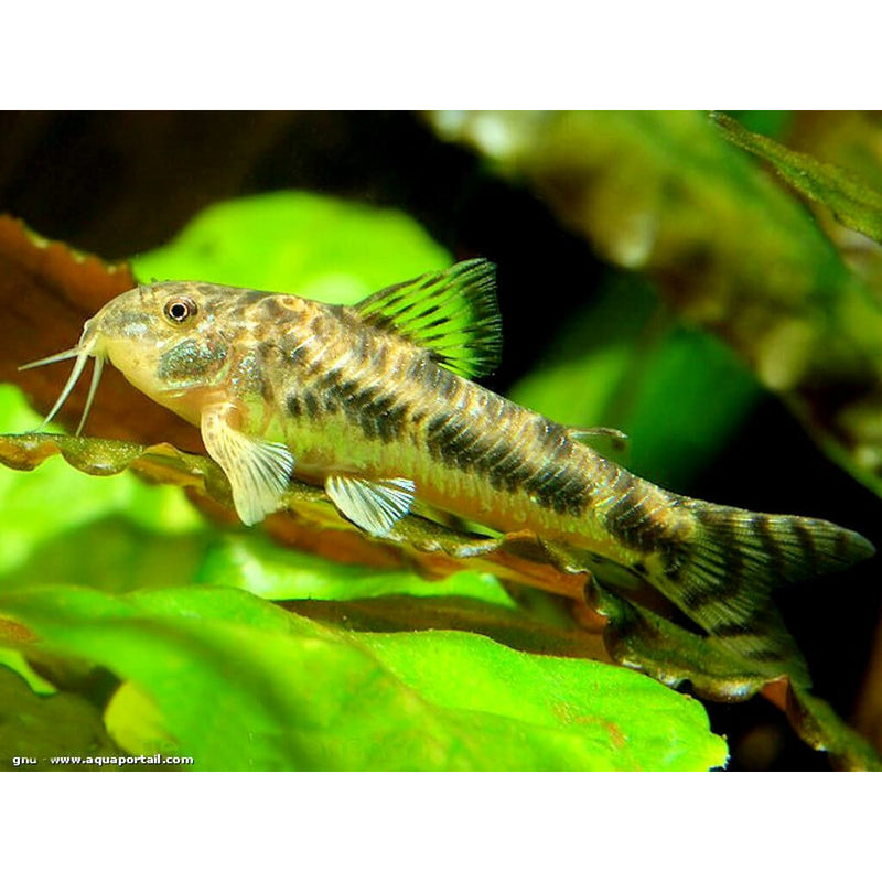 Dwarf Aspidoras Dwarf Catfish (Aspidoras spilotus) **Super Rare ...
