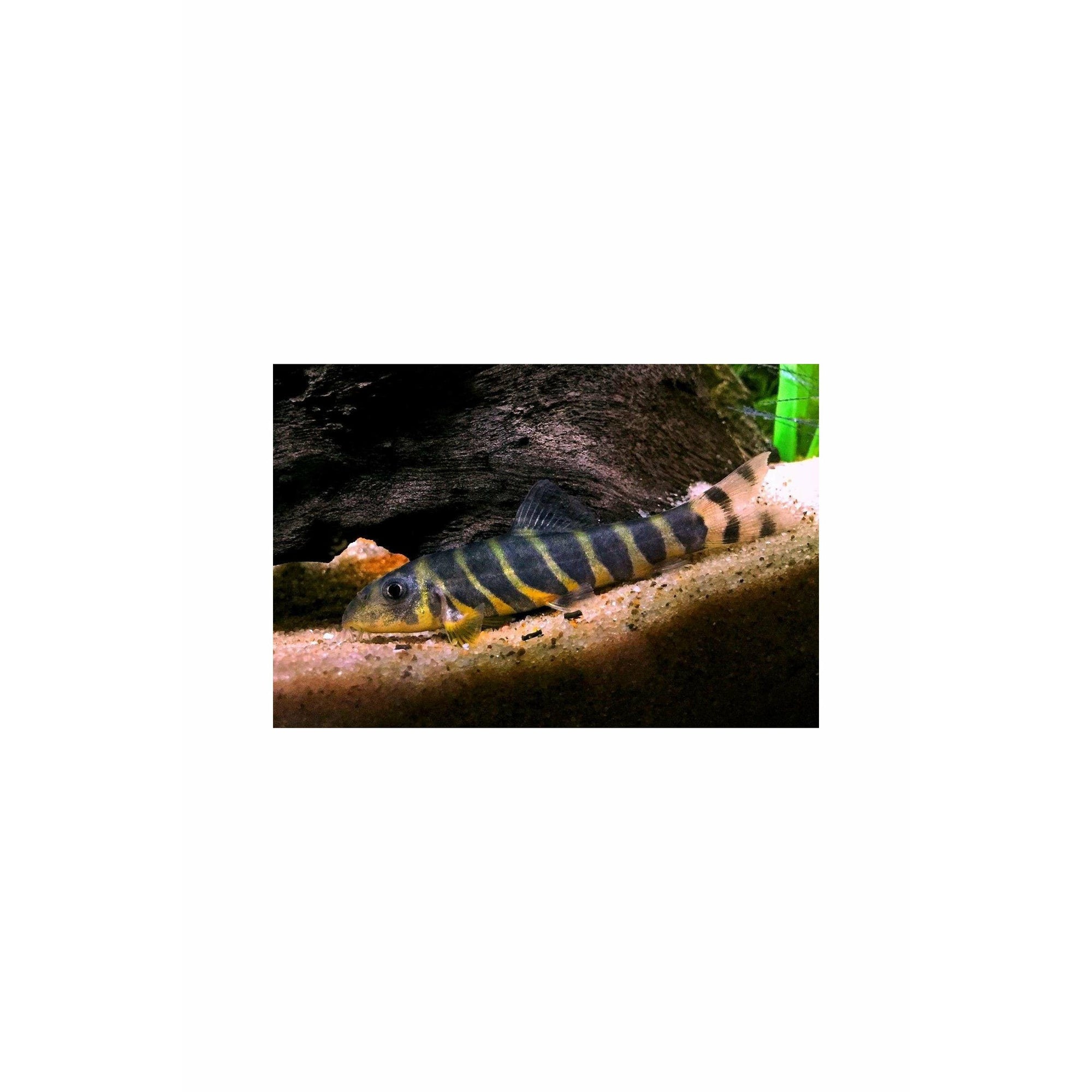 Fish | Buy Live Freshwater Fish Online– Tagged "native indian" – Best4Pets