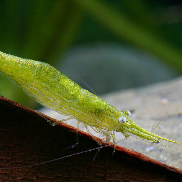 Buy Caridina Shrimp Online in India – Best4Pets