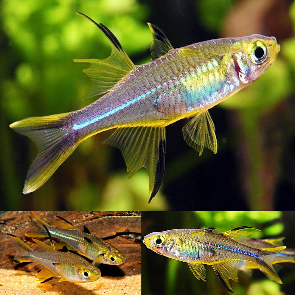 Celebes Rainbowfish Large (Pair) – Best4Pets