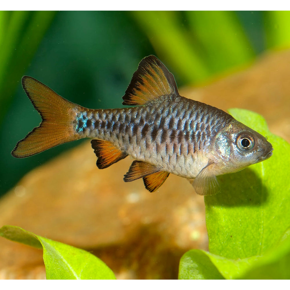 Fish | Buy Live Freshwater Fish Online– Tagged "barb" – Best4Pets