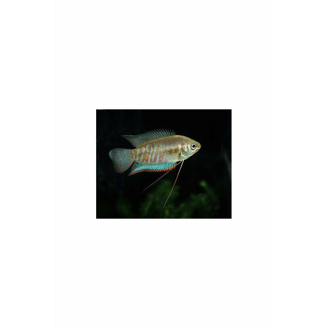 Buy Gourami Fish Online in India | Fast Delivery – Best4Pets