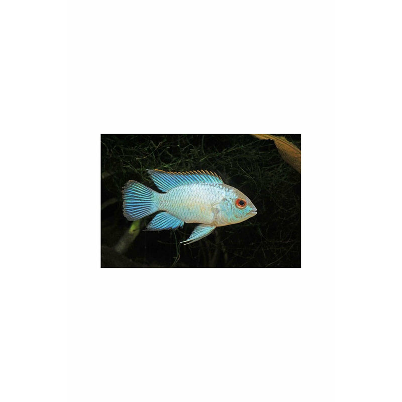 Neon Blue Acara 1.5inch – Best4Pets