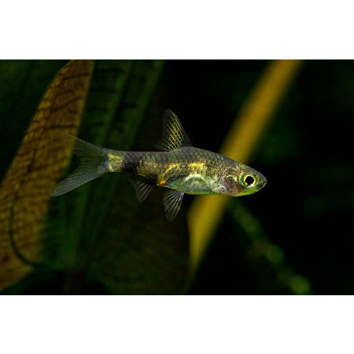 Gelius Barb – Best4Pets