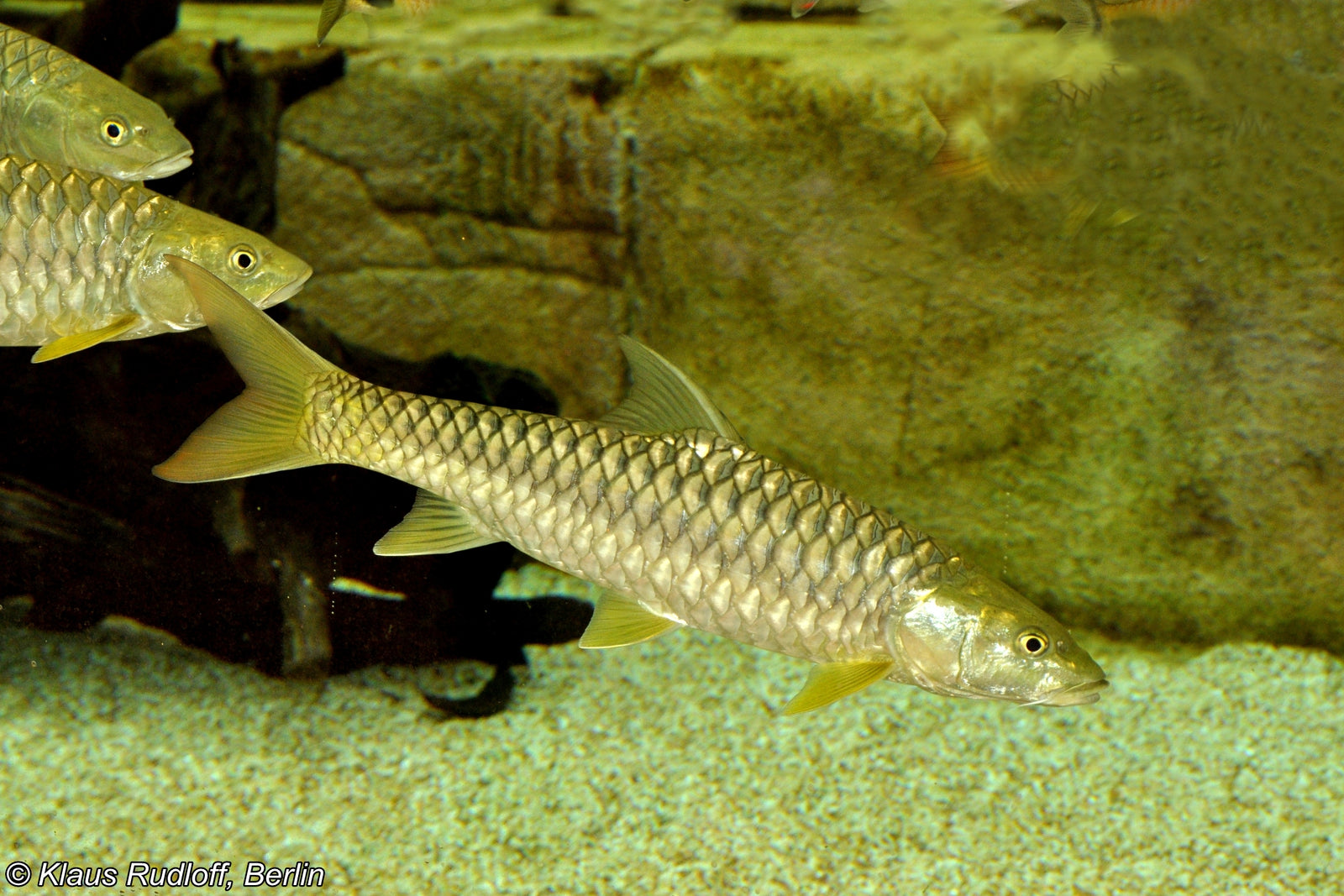 Buy Vastu Fish Online in India at Lowest Price – Best4Pets