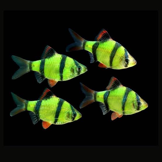 Glow Green Tiger Barb – Best4Pets